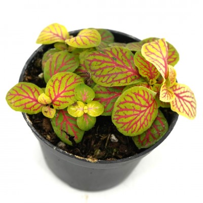 Fittonia albivenis 'Skeleton' 2in - Washington - Cascade Tropicals