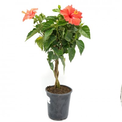 Hibiscus rosa-sinensis - braid 8in - Washington - Cascade Tropicals