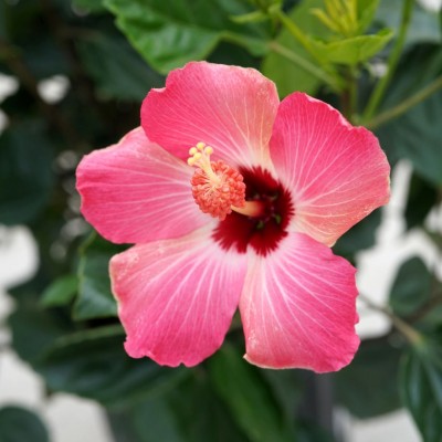 Hibiscus rosa-sinensis - standard 10in - Washington - Cascade Tropicals