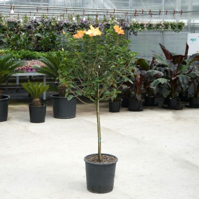 Hibiscus rosa-sinensis - standard 14in - Washington - Cascade Tropicals