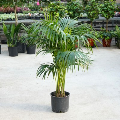 Howea forsteriana 10in - Washington - Cascade Tropicals