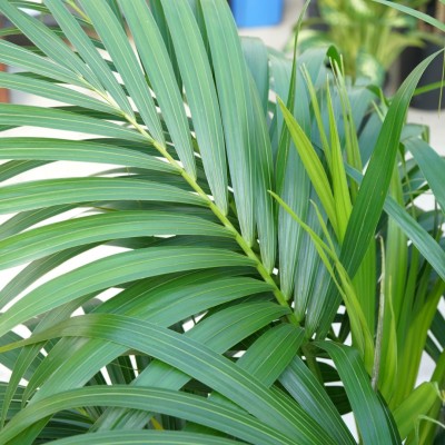 Howea forsteriana 10in - Washington - Cascade Tropicals