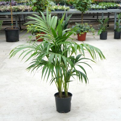 Howea forsteriana 9in - Washington - Cascade Tropicals