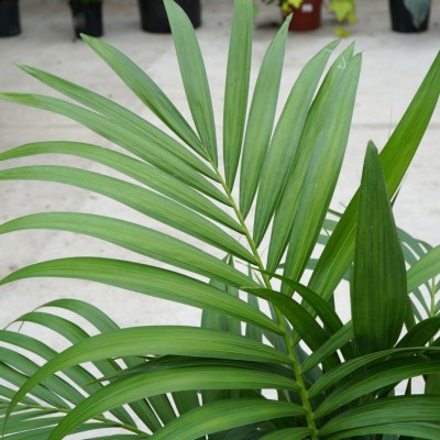 Howea forsteriana 9in - Washington - Cascade Tropicals