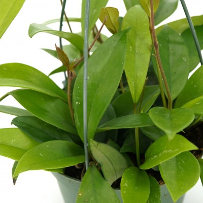 Hoya pubicalyx Splash - HB 6in - Washington - Cascade Tropicals