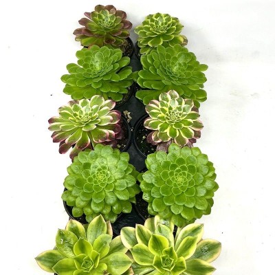 Aeonium 8in - Washington - Cascade Tropicals