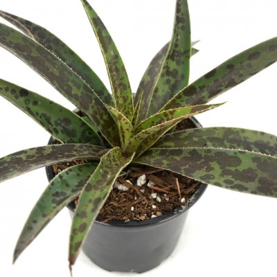 Mangave 'Moonglow' 4in - Washington - Cascade Tropicals