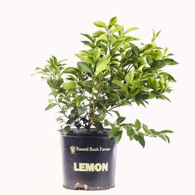 Citrus x meyeri 6in - Washington - Cascade Tropicals