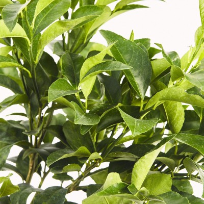 Citrus x meyeri 6in - Washington - Cascade Tropicals
