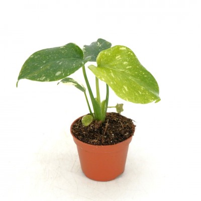 Monstera del. 'Thai Constellation' 2in - Washington - Cascade Tropicals