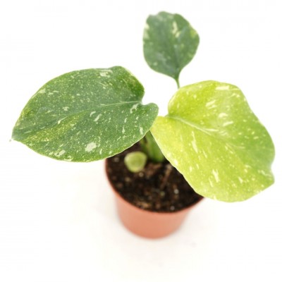 Monstera del. 'Thai Constellation' 2in - Washington - Cascade Tropicals