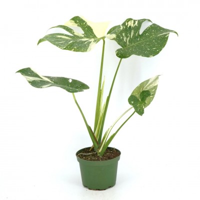 Monstera del. 'Thai Constellation' 6in - Washington - Cascade Tropicals