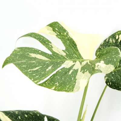 Monstera del. 'Thai Constellation' 6in - Washington - Cascade Tropicals