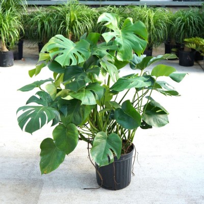 Monstera deliciosa 14in - Washington - Cascade Tropicals