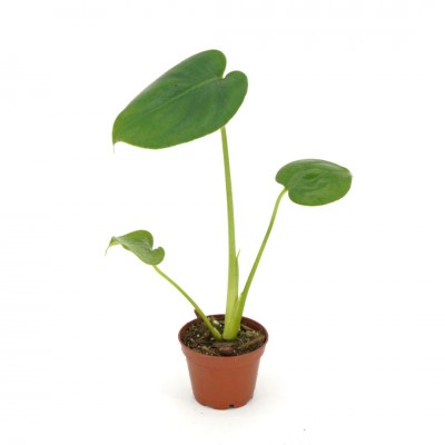 Monstera deliciosa 2in - Washington - Cascade Tropicals