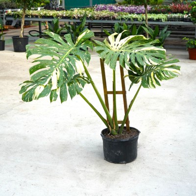 Monstera del. 'Thai Constellation' 14in - Washington - Cascade Tropicals