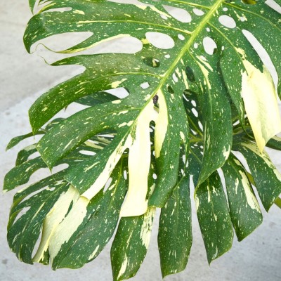 Monstera del. 'Thai Constellation' 14in - Washington - Cascade Tropicals