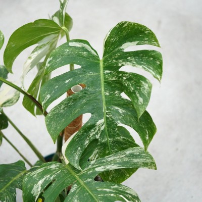 Monstera del. 'Thai Constellation' - pole 10in - Washington - Cascade ...