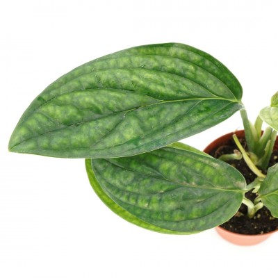 Monstera pinnatipartita 4in - Washington - Cascade Tropicals