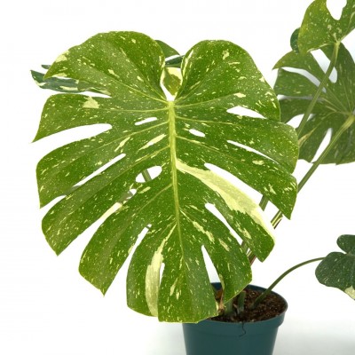 Monstera del. 'Thai Constellation' 8in - Washington - Cascade Tropicals