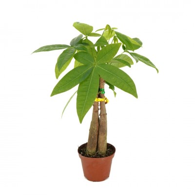Pachira aquatica - braid 3in - Washington - Cascade Tropicals