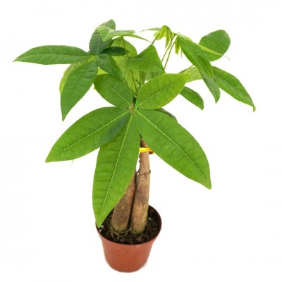 Pachira aquatica - braid 3in - Washington - Cascade Tropicals