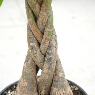 Pachira aquatica - braid 10in - Washington - Cascade Tropicals