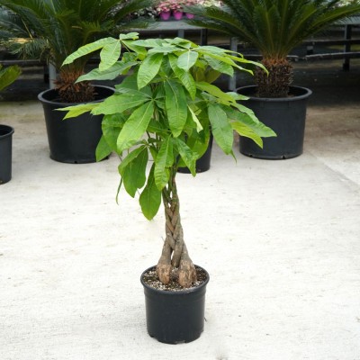 Pachira aquatica - braid 10in - Washington - Cascade Tropicals