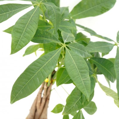 Pachira aquatica - braid 6in - Washington - Cascade Tropicals