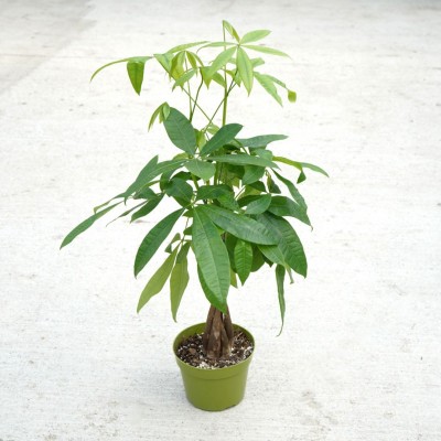 Pachira aquatica - braid 6in - Washington - Cascade Tropicals