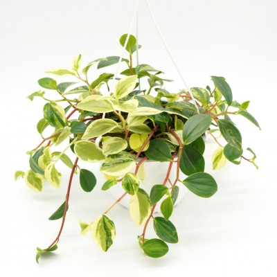 Peperomia assorted 8in - Washington - Cascade Tropicals