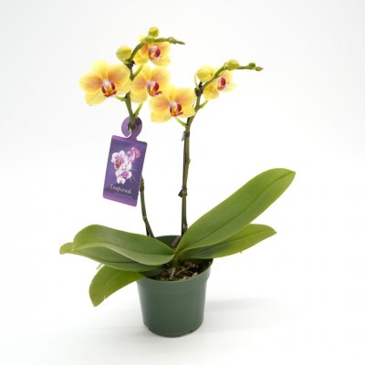 Phalaenopsis assorted - Orchid 4in - Washington - Cascade Tropicals