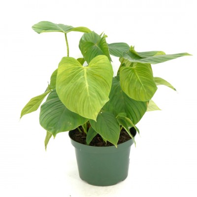 Philodendron 'Fuzzy Petiole' 6in - Washington - Cascade Tropicals