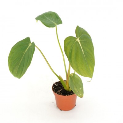 Philodendron pastazanum 2in - Washington - Cascade Tropicals