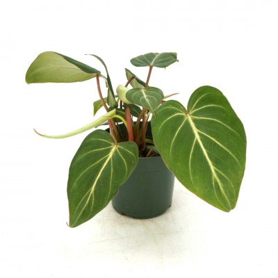 Philodendron gloriosum 4in - Washington - Cascade Tropicals