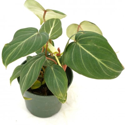 Philodendron gloriosum 4in - Washington - Cascade Tropicals