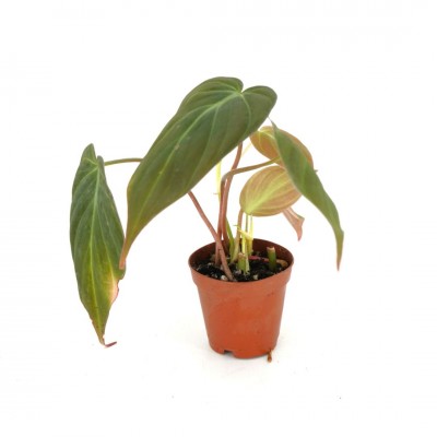 Philodendron micans 2in - Washington - Cascade Tropicals