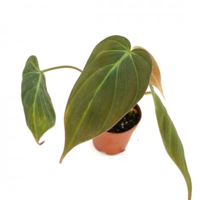 Philodendron micans 2in - Washington - Cascade Tropicals