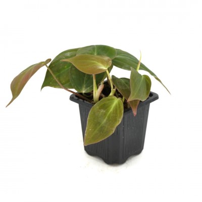 Philodendron micans 3in - Washington - Cascade Tropicals