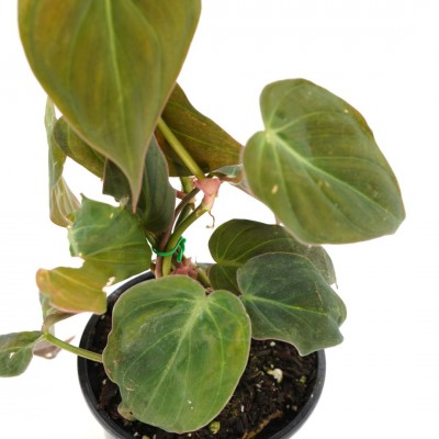 Philodendron micans - stake 4in - Washington - Cascade Tropicals