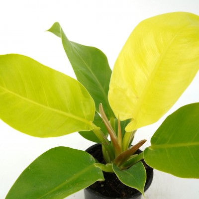 Philodendron 'Moonlight' 4in - Washington - Cascade Tropicals