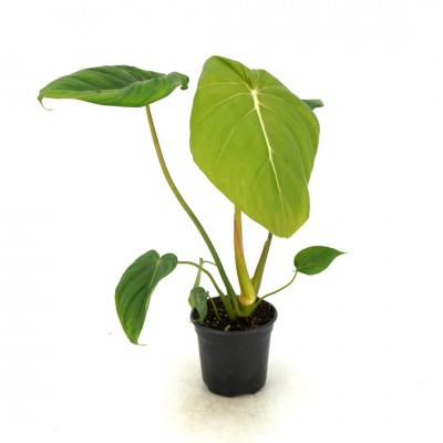Philodendron pastazanum 4in - Washington - Cascade Tropicals