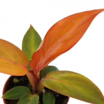Philodendron 'Red Sun' 2in - Washington - Cascade Tropicals