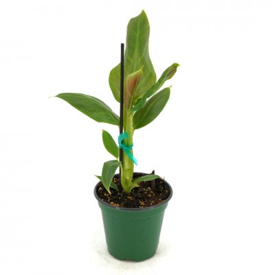 Philodendron subhastatum 4in - Washington - Cascade Tropicals