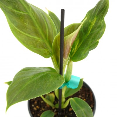 Philodendron subhastatum 4in - Washington - Cascade Tropicals