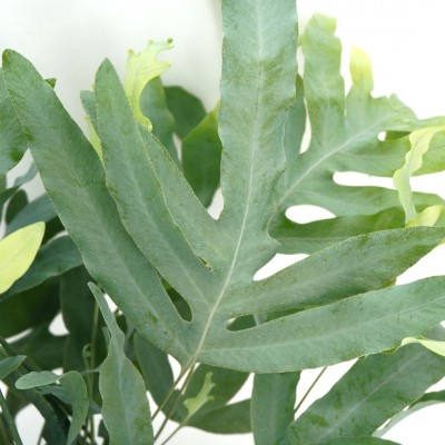 Phlebodium aureum - HB 6in - Washington - Cascade Tropicals