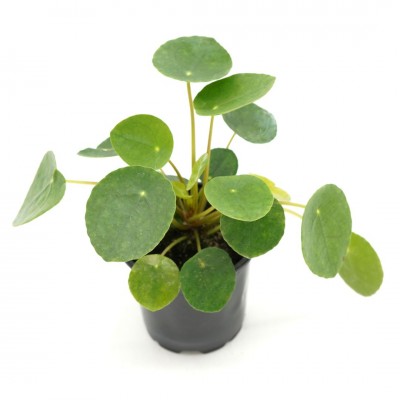 Pilea peperomioides 4in - Washington - Cascade Tropicals