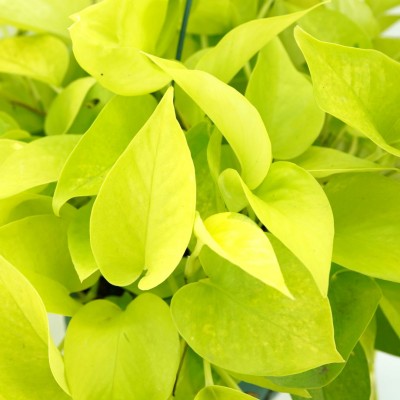 Epipremnum aur. 'Neon' - HB 8in - Washington - Cascade Tropicals