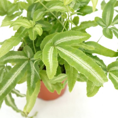 Pteris cretica 'Albo-Lineata' 4in - Washington - Cascade Tropicals