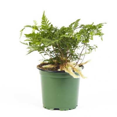 Davallia fejeensis 4in - Washington - Cascade Tropicals